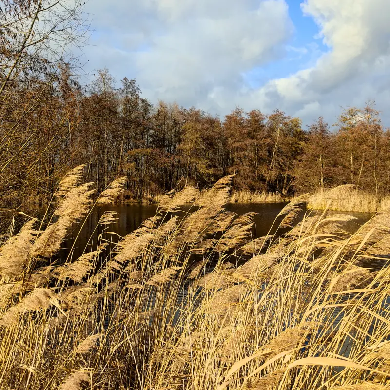 Vier auf einen Streich – Naturschutzgebiete rund um den Bucher Forst ...