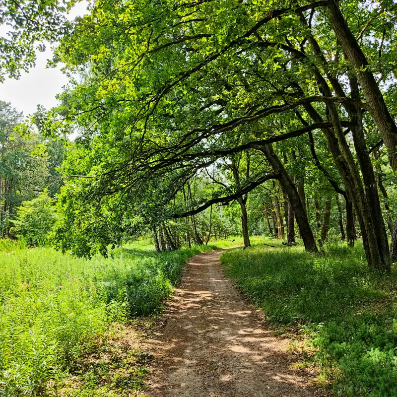 Entlang der wildromantischen Kuhlake durch den Spandauer Forst ...
