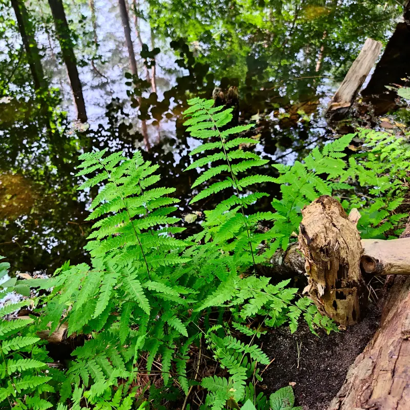 Entlang der wildromantischen Kuhlake durch den Spandauer Forst ...