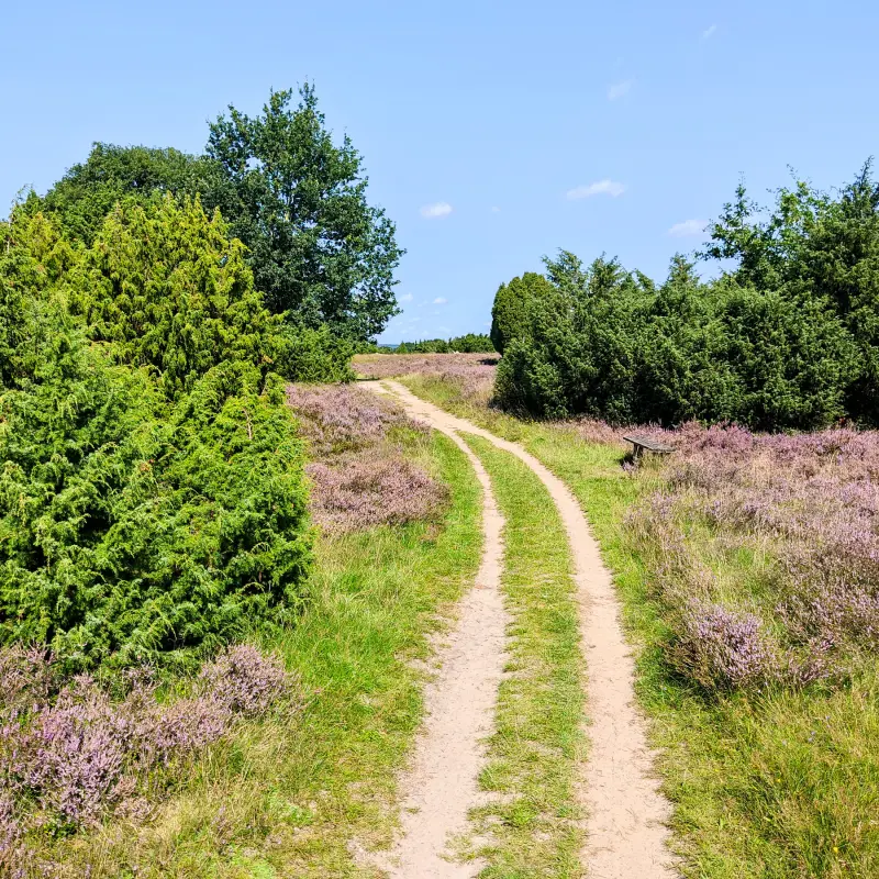 Auf der Heideschleife Wilseder Berg durch das Herz der Lüneburger Heide ...