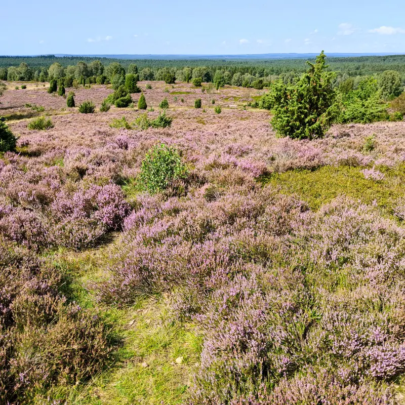 Auf der Heideschleife Wilseder Berg durch das Herz der Lüneburger Heide ...